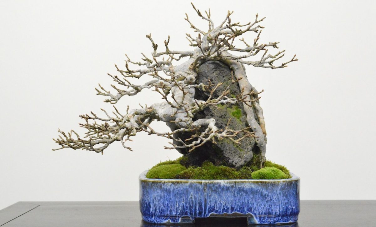 Roy Minarai Ceramics – the collision of style and function